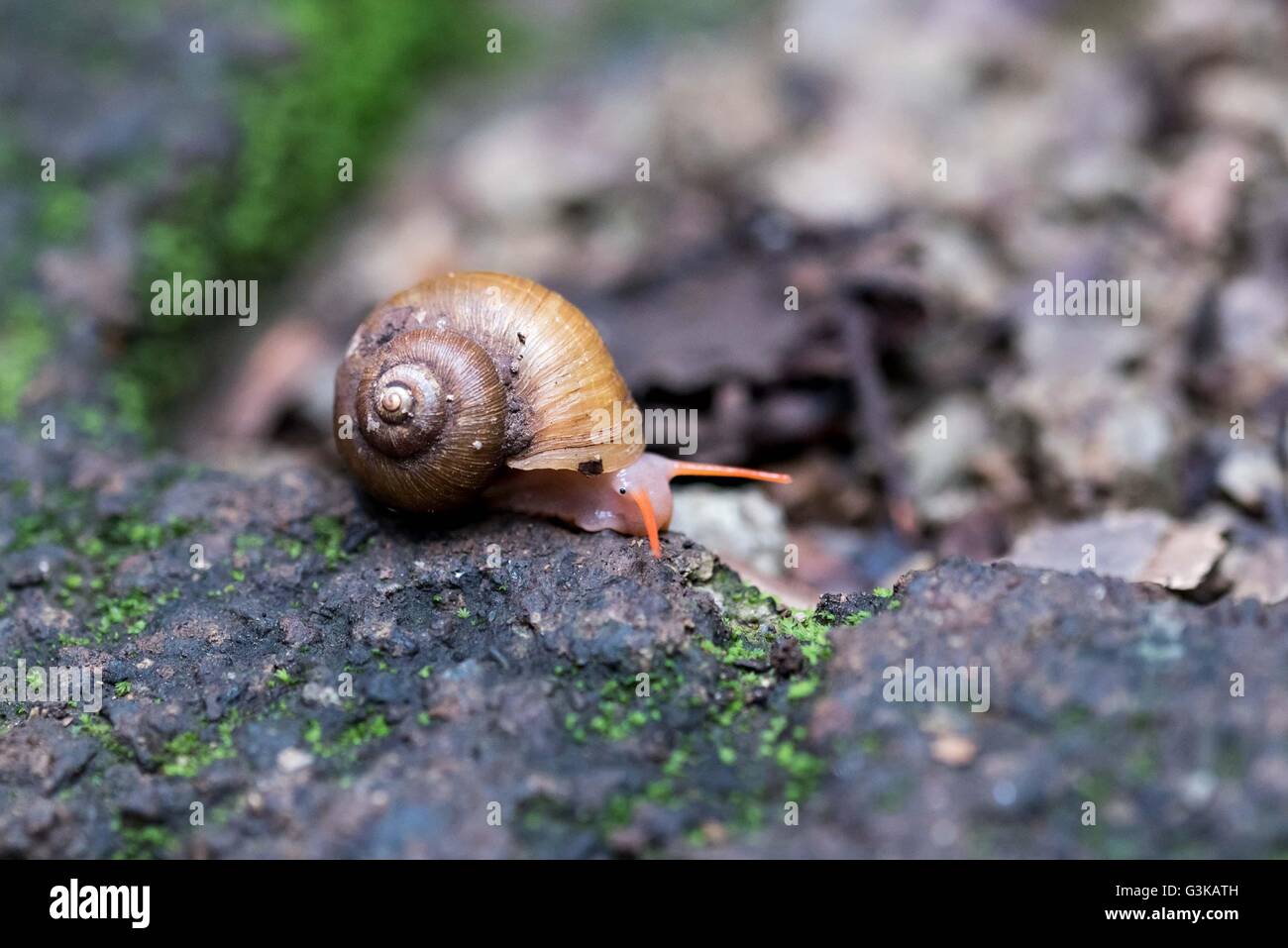 Land snail in Cabo Blanco Nature Reserve in Costa Rica Stock Photo - Alamy