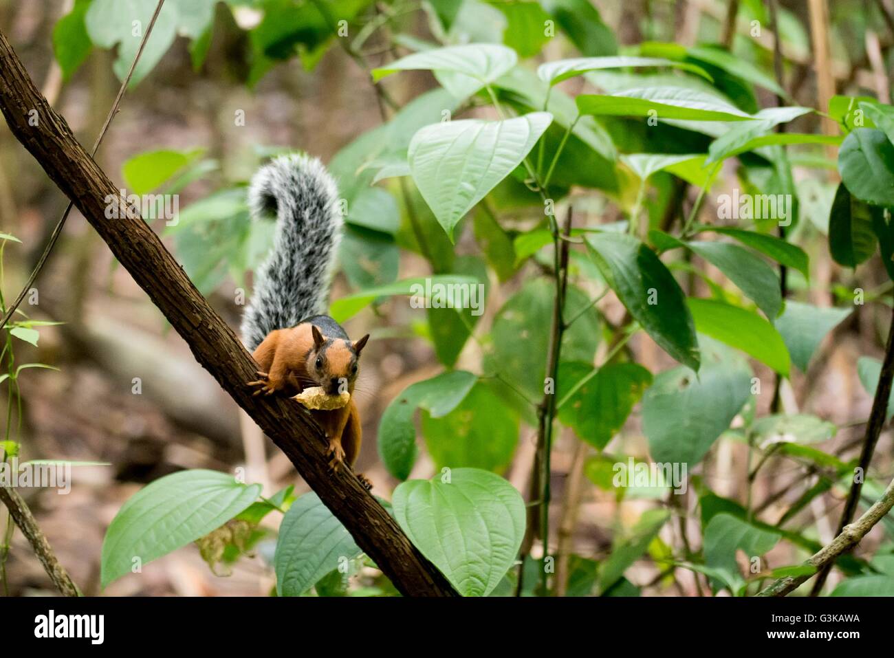 Rainforest squirrel hi-res stock photography and images - Alamy