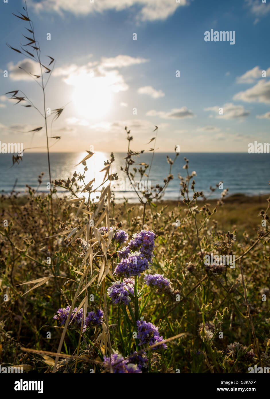 Apollonia National Park, Israel Stock Photo - Alamy