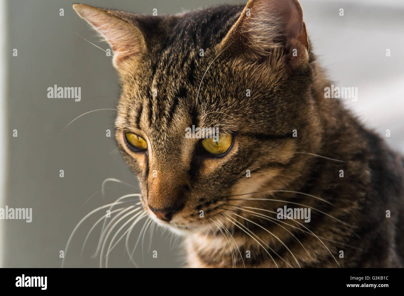 Cat with golden eyes Stock Photo - Alamy