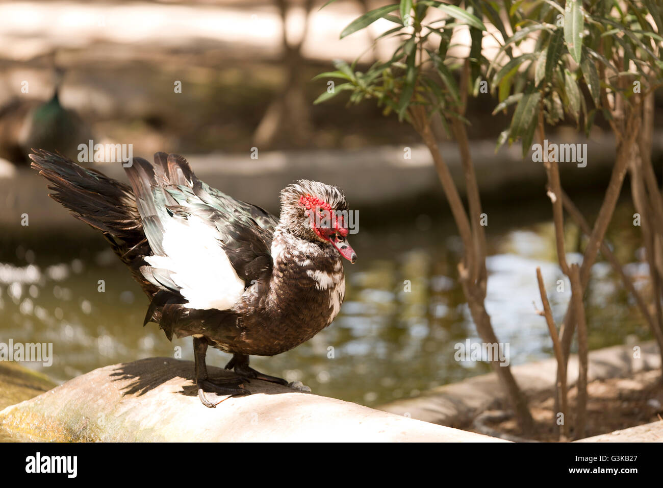 Summer duck hi-res stock photography and images - Alamy