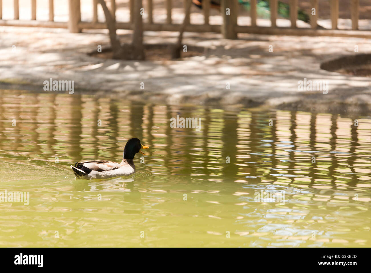 Summer duck hi-res stock photography and images - Alamy