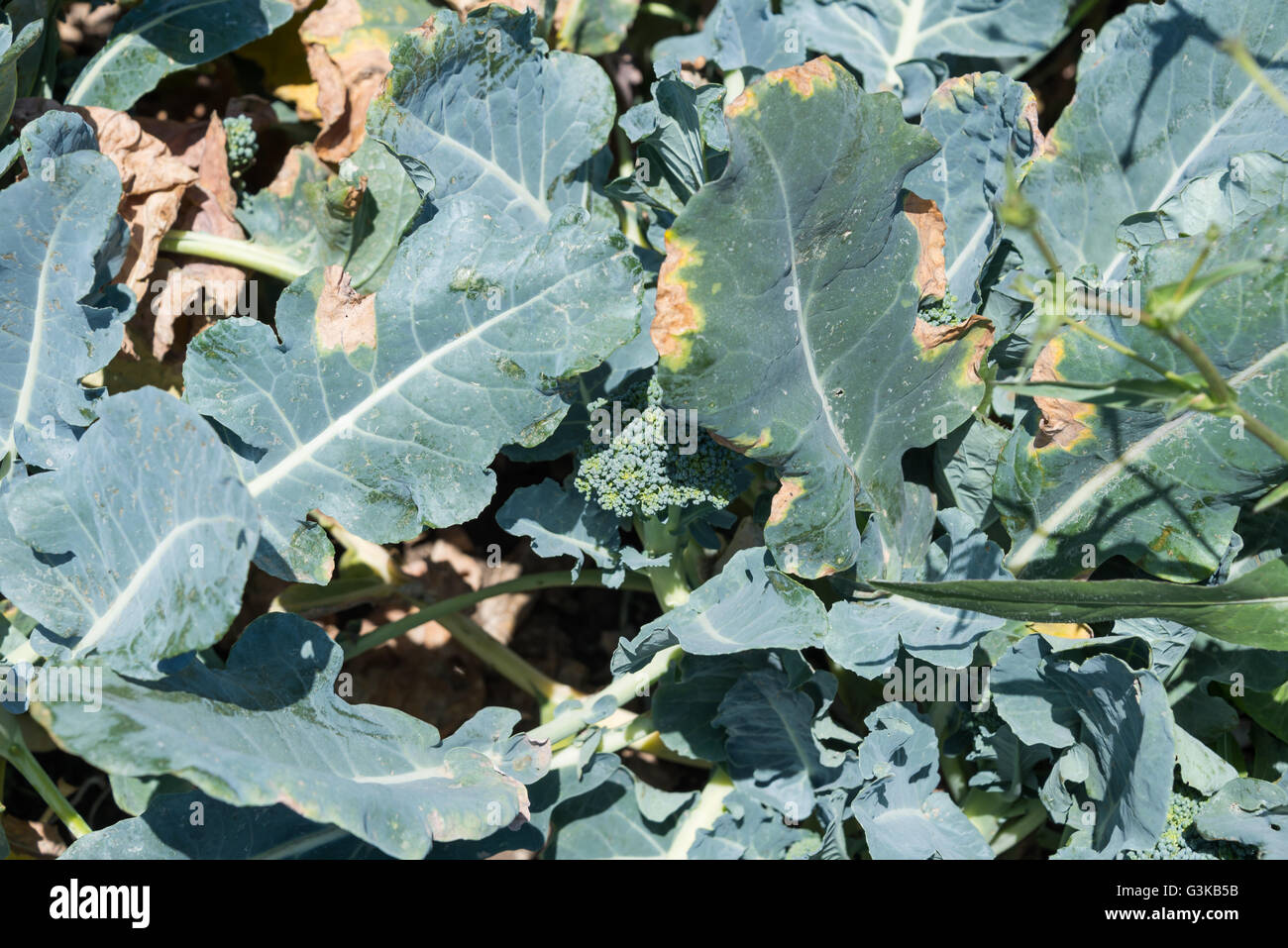 Broccoli field hi-res stock photography and images - Alamy