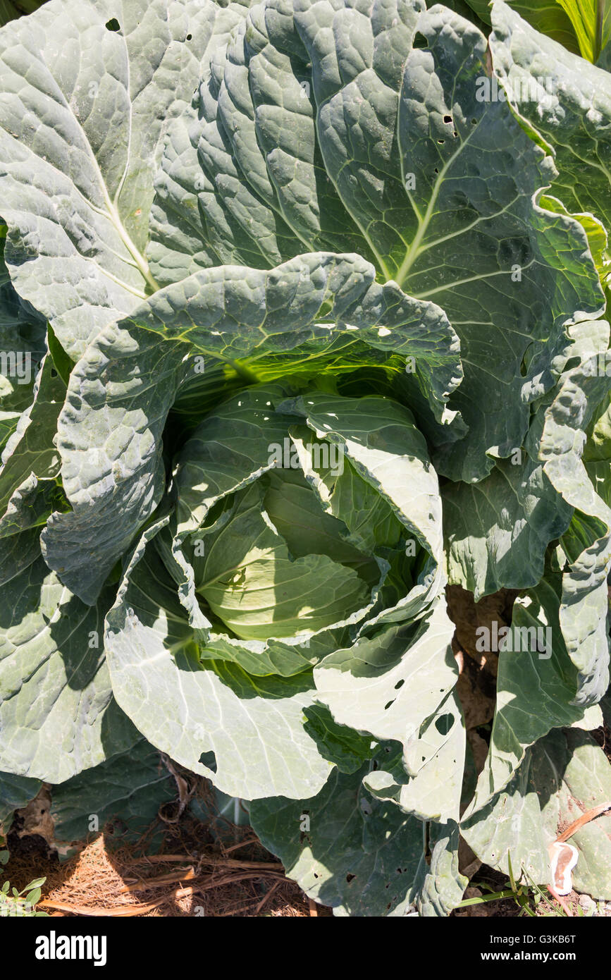 Picking cabbage hi-res stock photography and images - Alamy