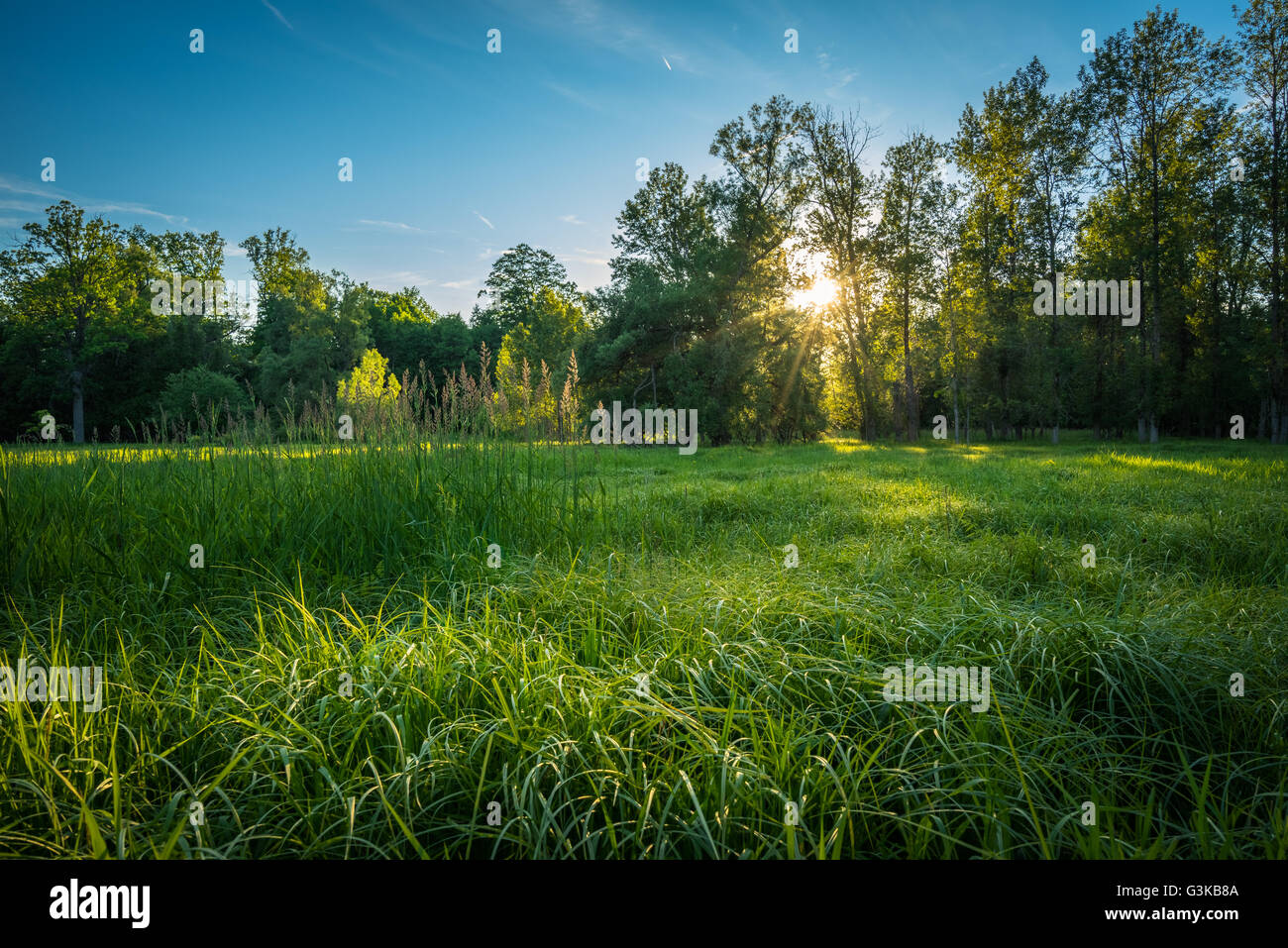 Mid summer sun hi-res stock photography and images - Alamy