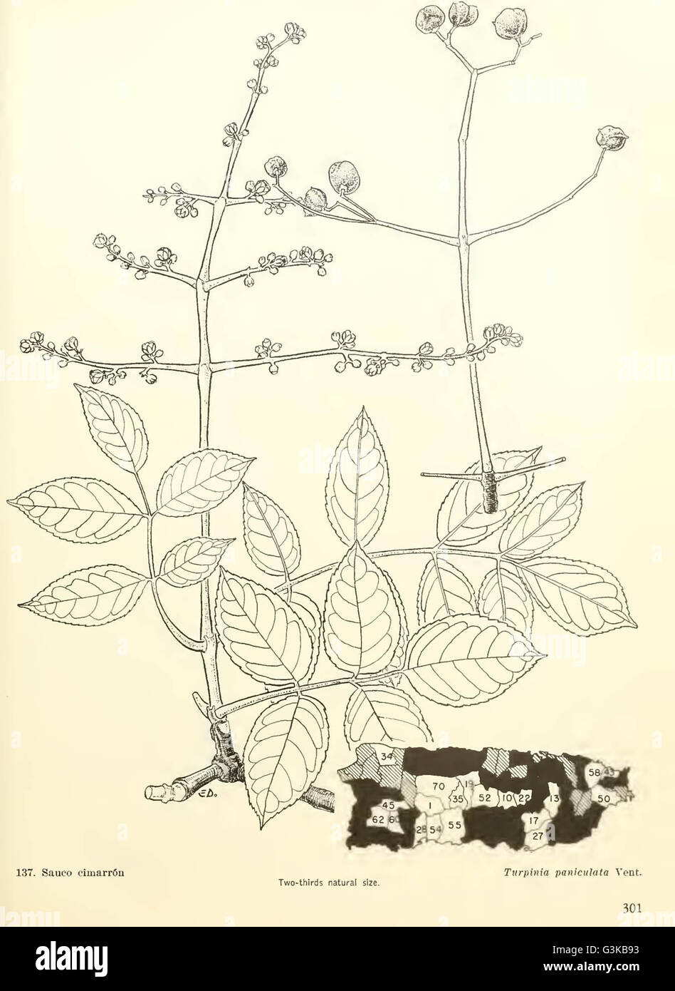 Common trees of Puerto Rico and the Virgin Islands Stock Photo - Alamy