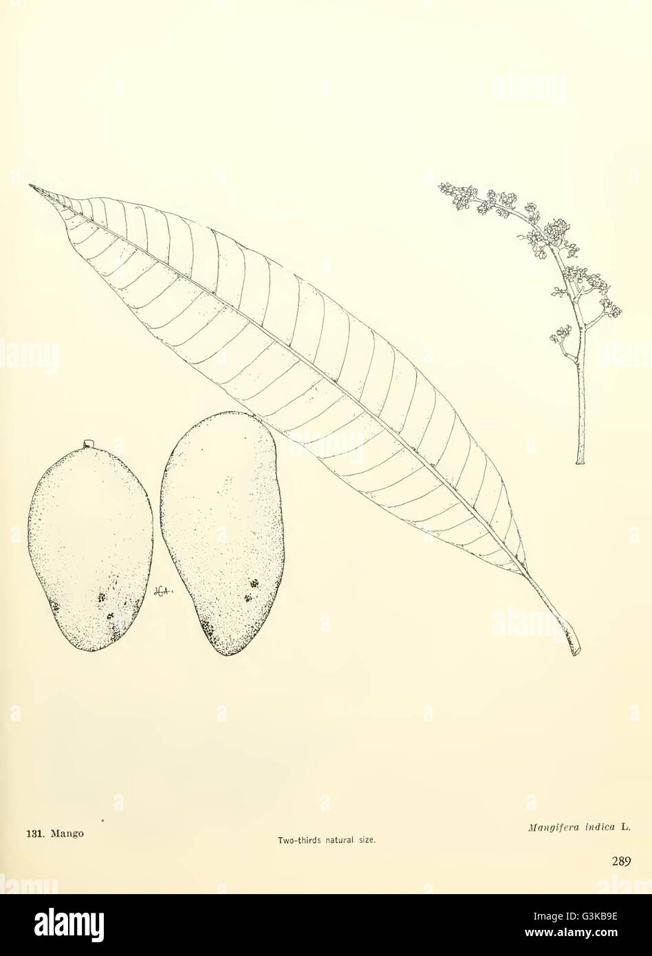 Common trees of Puerto Rico and the Virgin Islands Stock Photo - Alamy