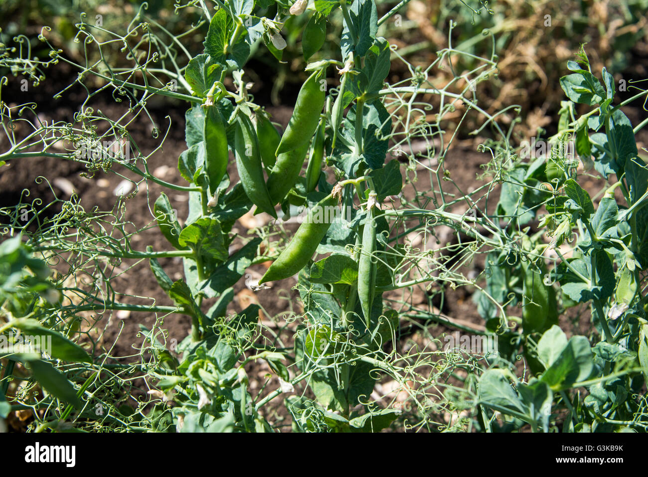 Peas growing hi-res stock photography and images - Alamy