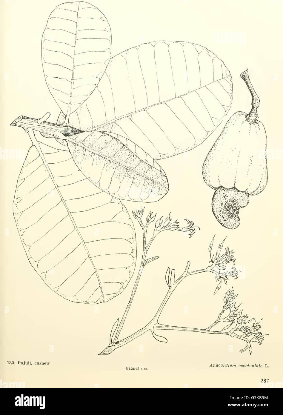 Common trees of Puerto Rico and the Virgin Islands Stock Photo - Alamy