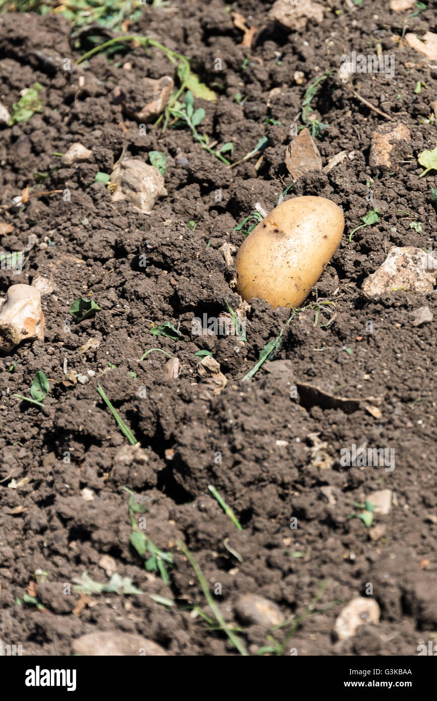 Potato plant farm hi-res stock photography and images - Alamy
