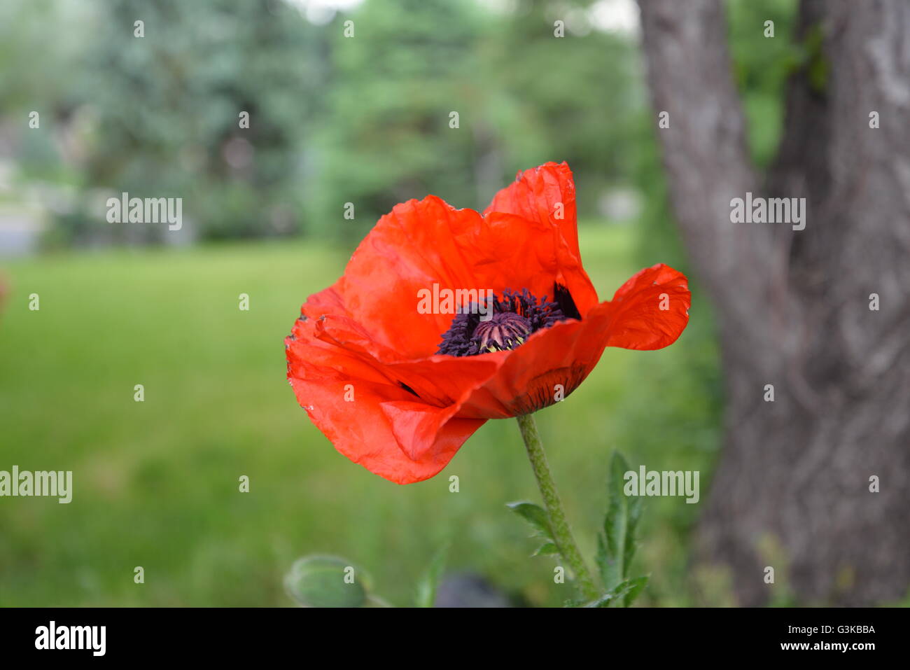 Orange and red poppy hi-res stock photography and images - Alamy