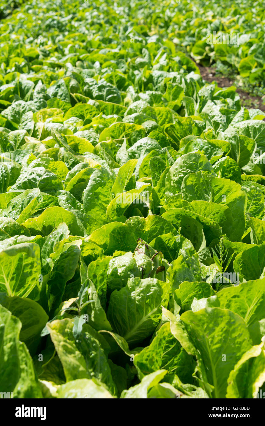 Lettuce growing on a field Stock Photo - Alamy