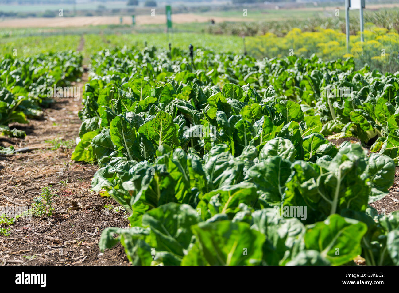 Lettuce growing on a field Stock Photo - Alamy