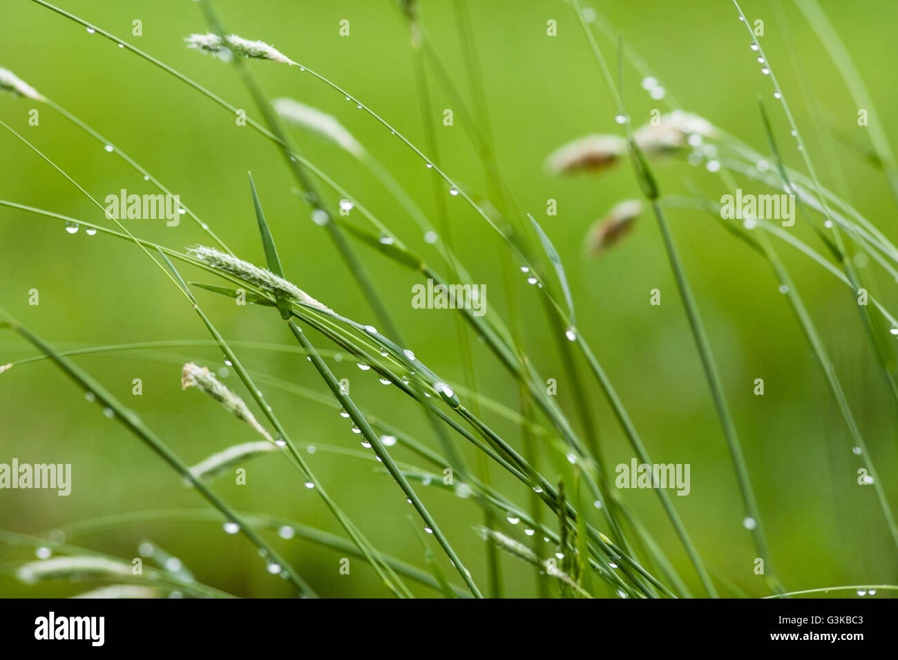 Green grass with water hi-res stock photography and images - Alamy