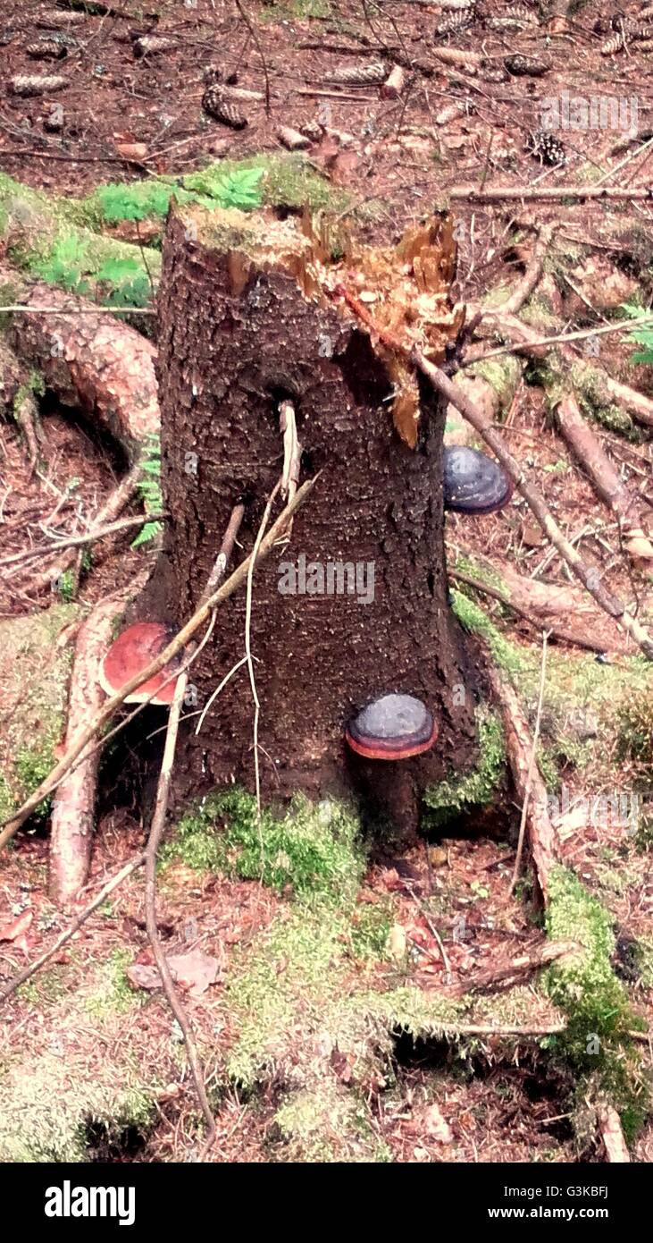 Tree hub hi-res stock photography and images - Alamy