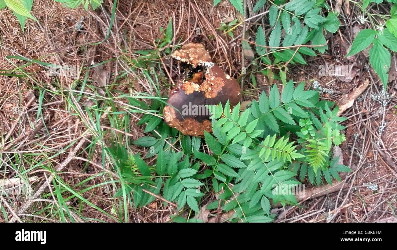 the fungus grubby Stock Photo - Alamy