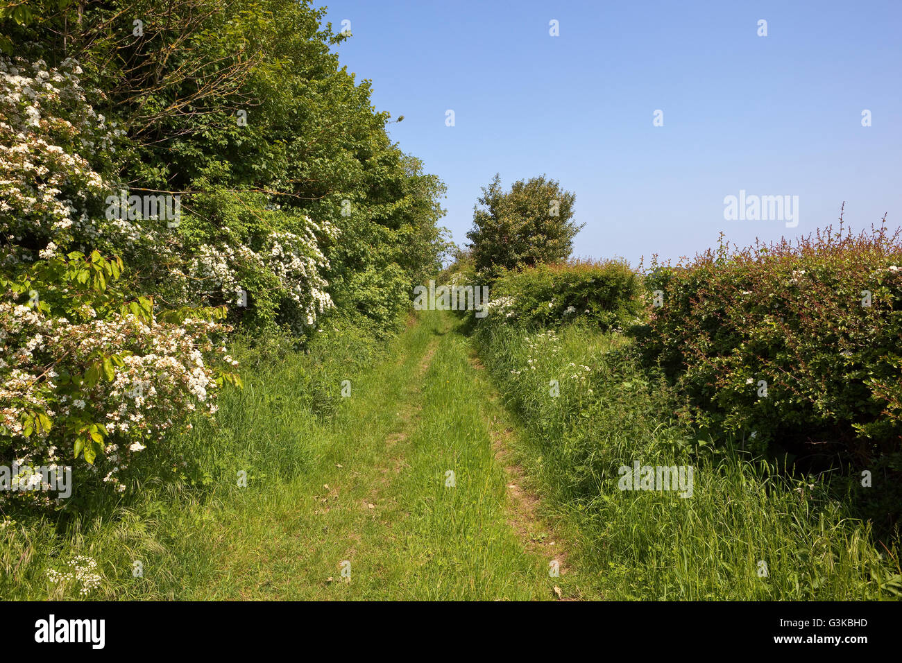 Conservation in the landscape with wildflowers and mixed hedgerows ...