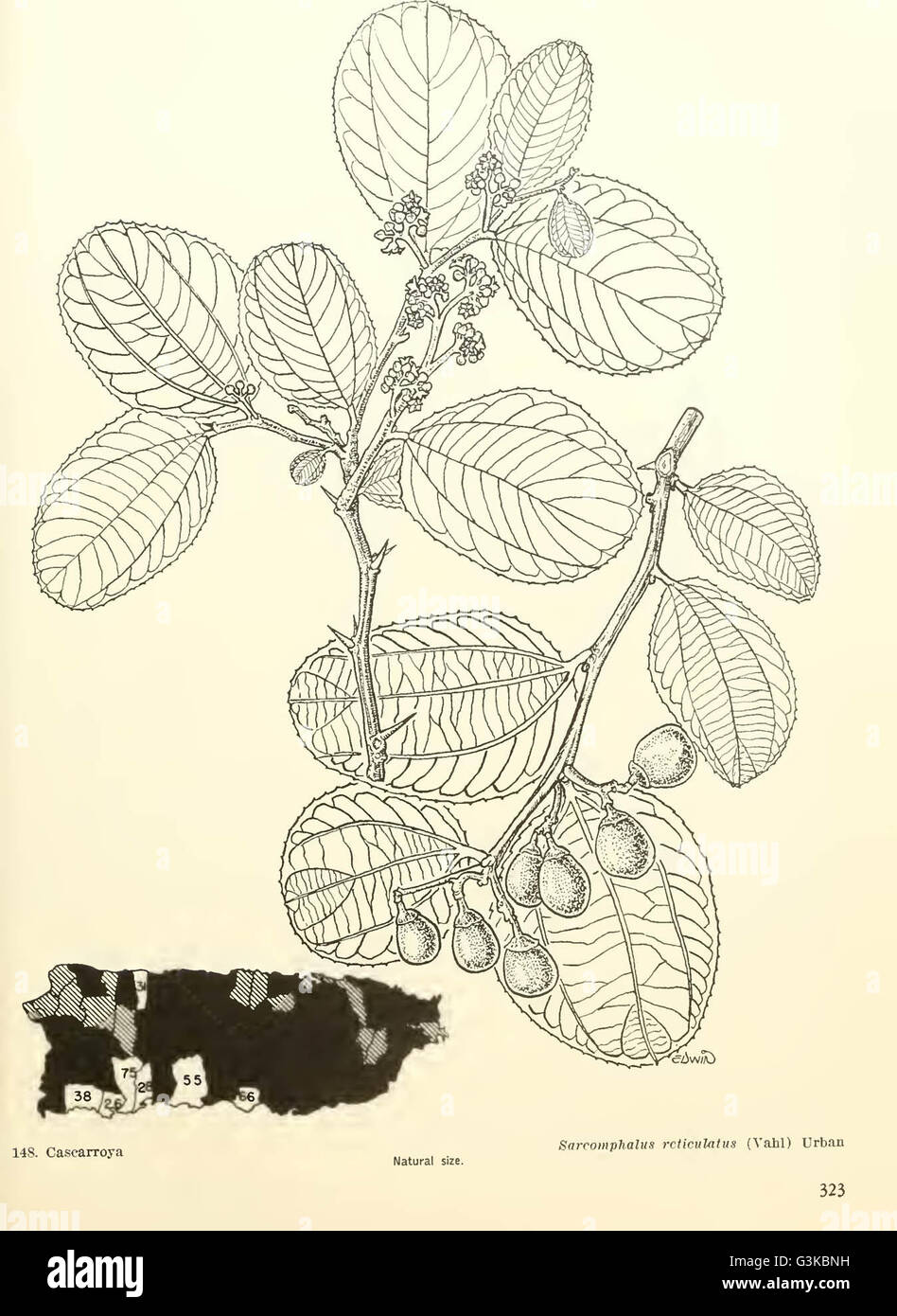 Common trees of Puerto Rico and the Virgin Islands Stock Photo - Alamy