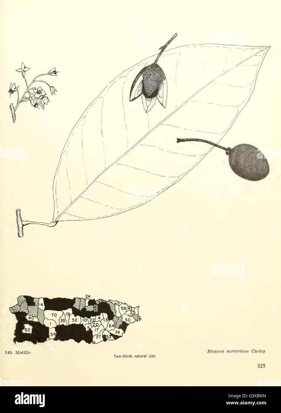 Common trees of Puerto Rico and the Virgin Islands Stock Photo - Alamy