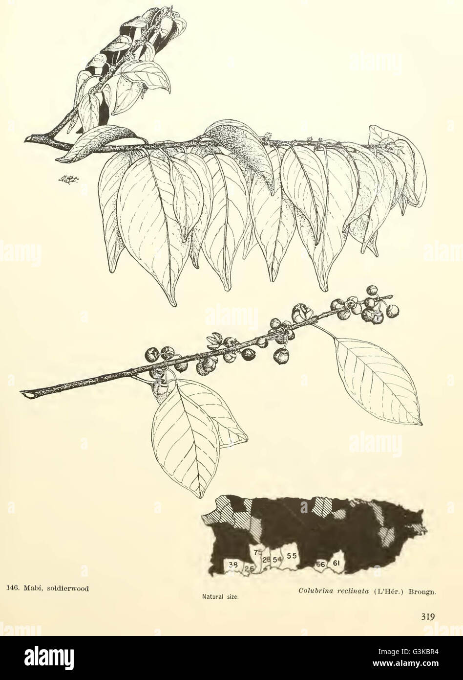 Common trees of Puerto Rico and the Virgin Islands Stock Photo - Alamy