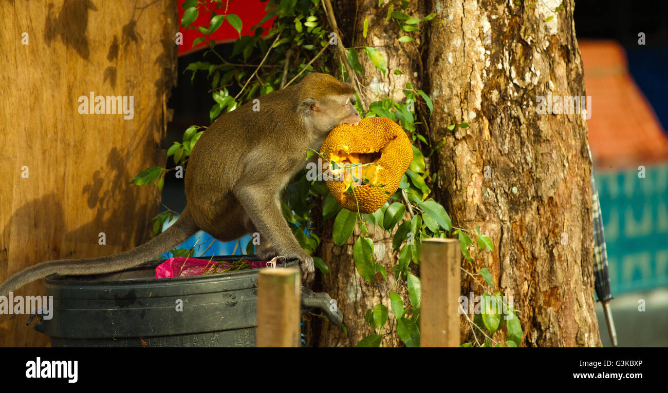 Wildlife monkey eating food from plastic bag closed to garbage, Brunei ...