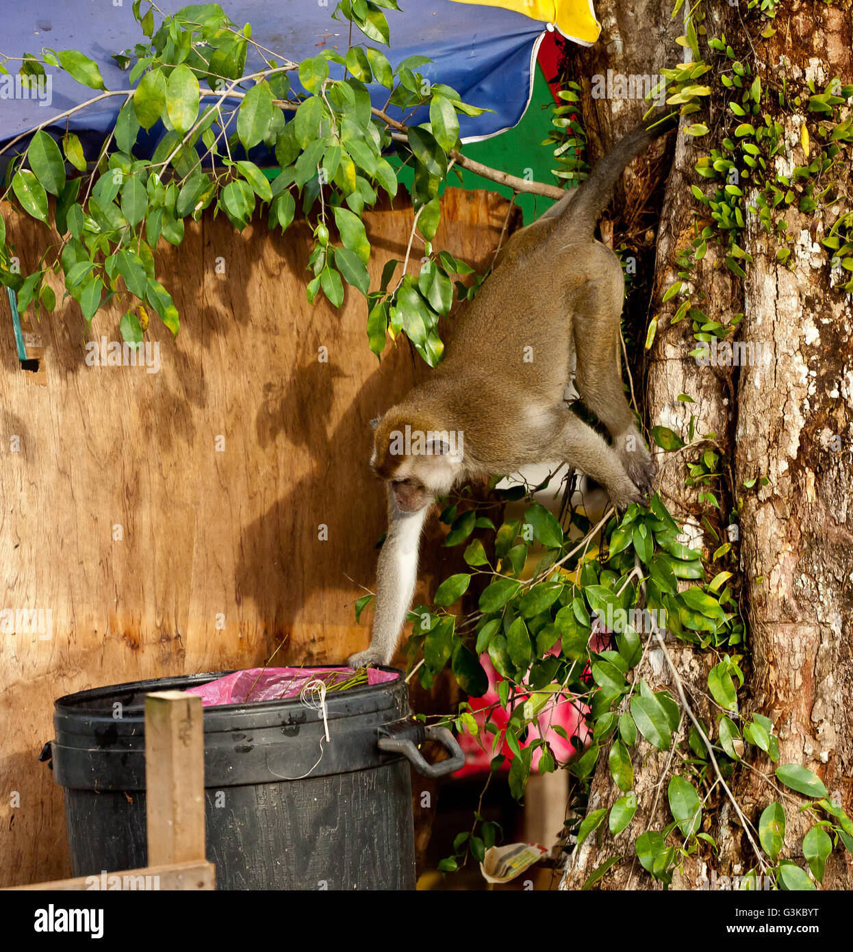 Wildlife monkey eating food from plastic bag closed to garbage, Brunei ...