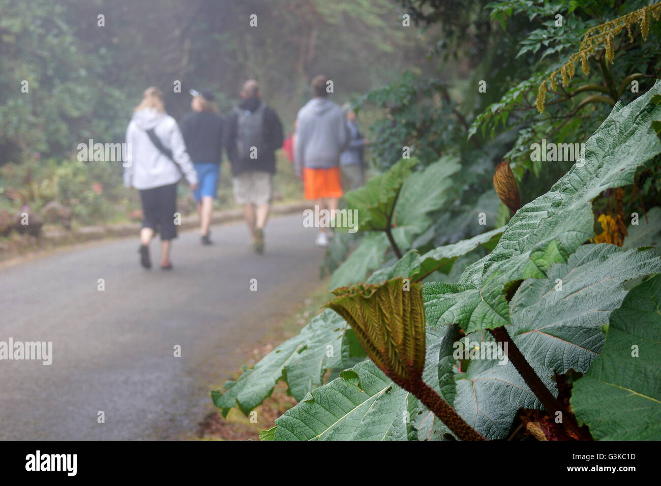Tourists go in a fog to the crater of the volcano.Parque Nacional ...