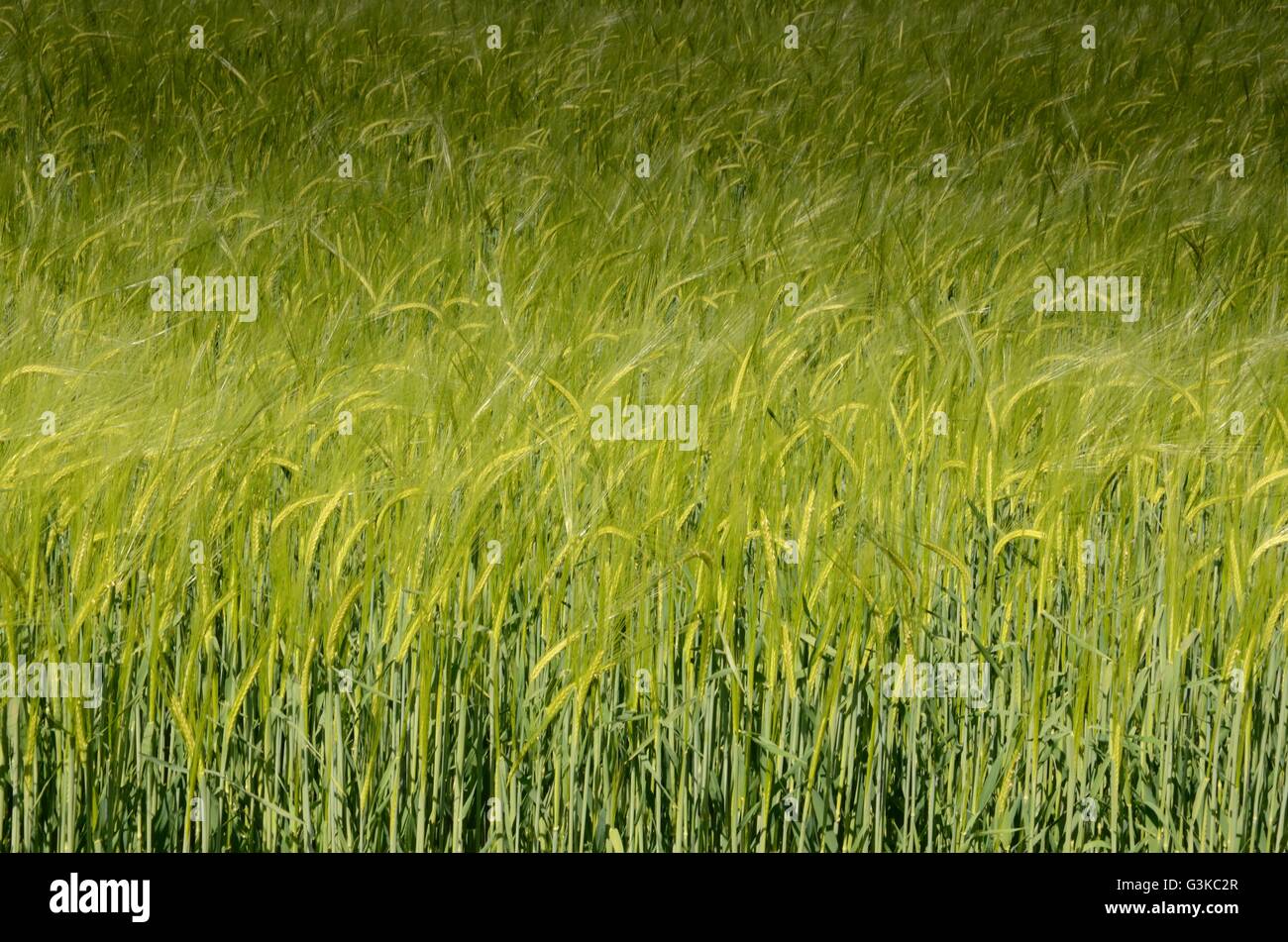 Cereal crops hi-res stock photography and images - Alamy