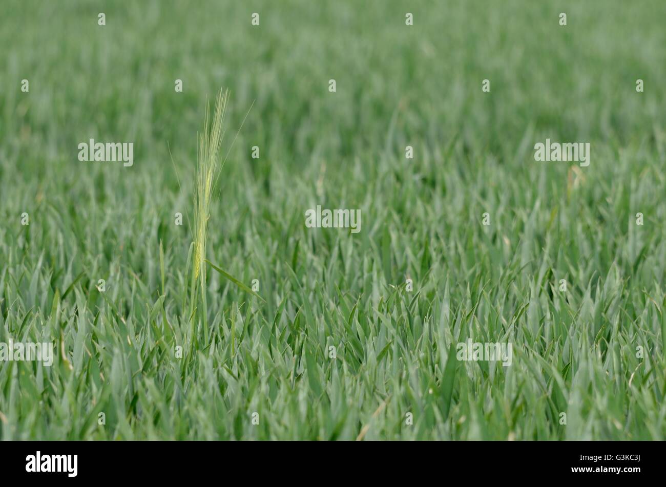 Tall ear or corn in field of cereal crops Stock Photo - Alamy