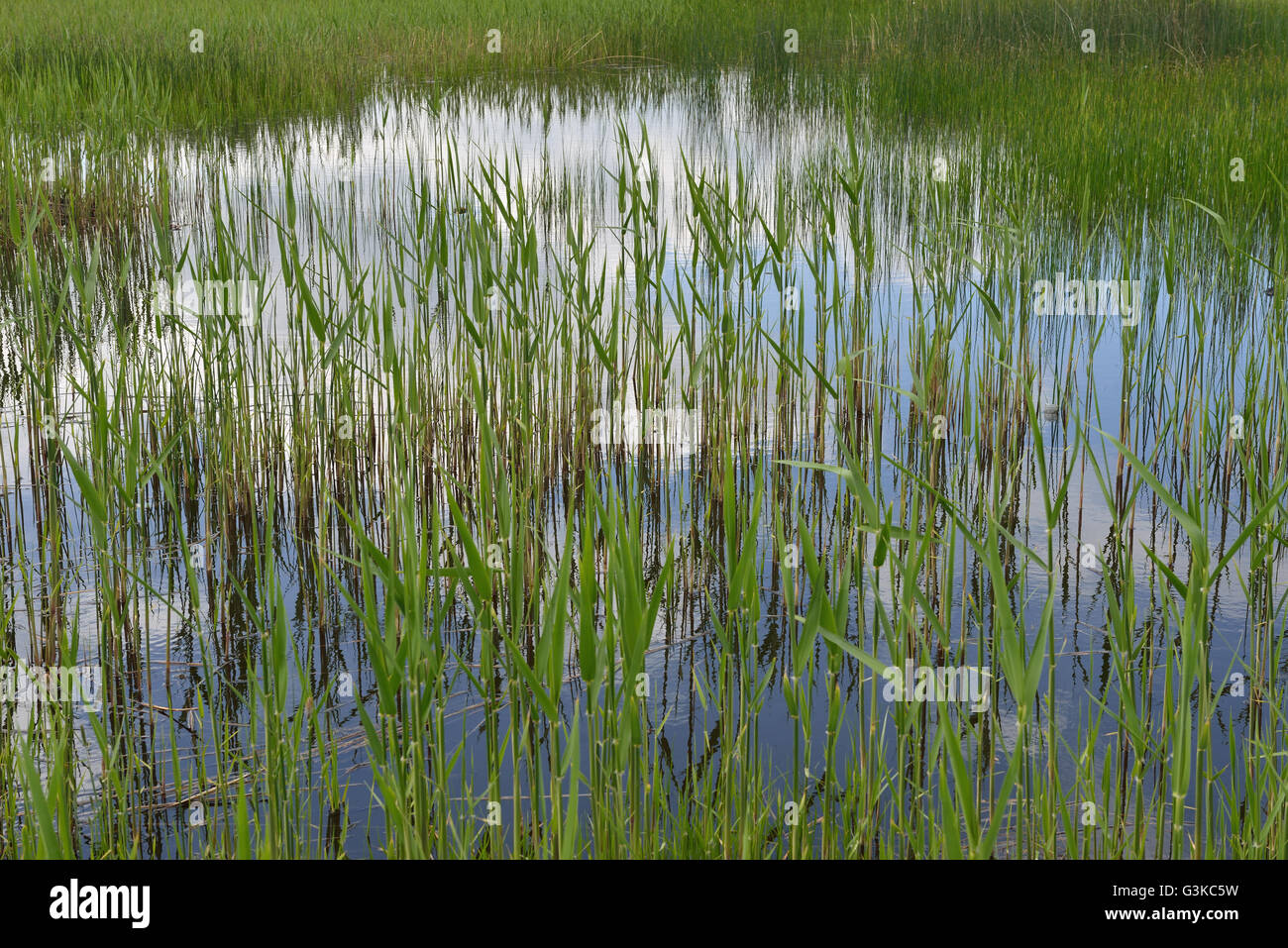 Thicket of bright green sedge is on sky reflection background in water ...