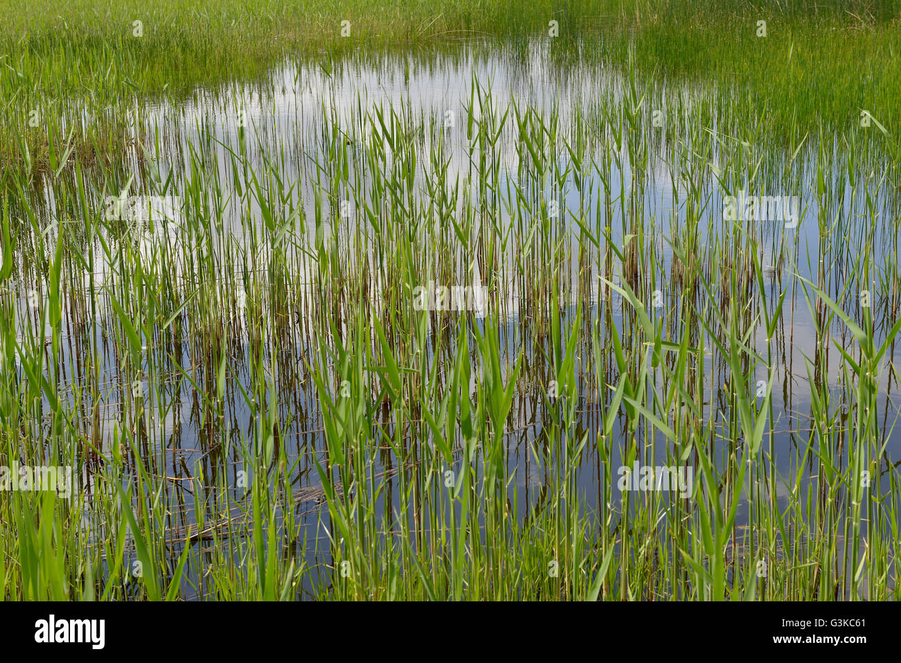 Thicket of bright green sedge is on sky reflection background in water ...
