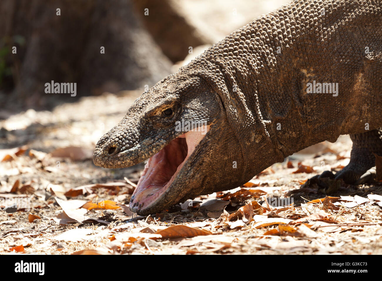 Drooling Komodo dragon biggest lizard at National Park. Indonesia Stock ...