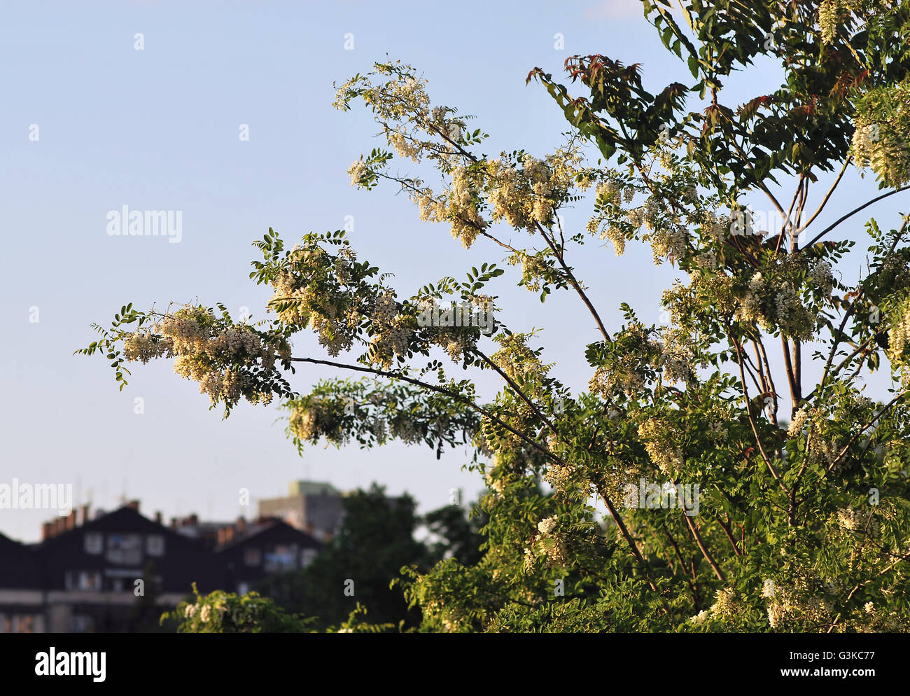 Locust Tree High Resolution Stock Photography and Images - Alamy