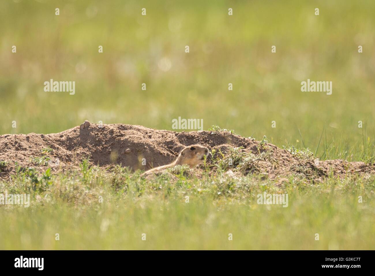 Prairie dog in burrow hi-res stock photography and images - Alamy