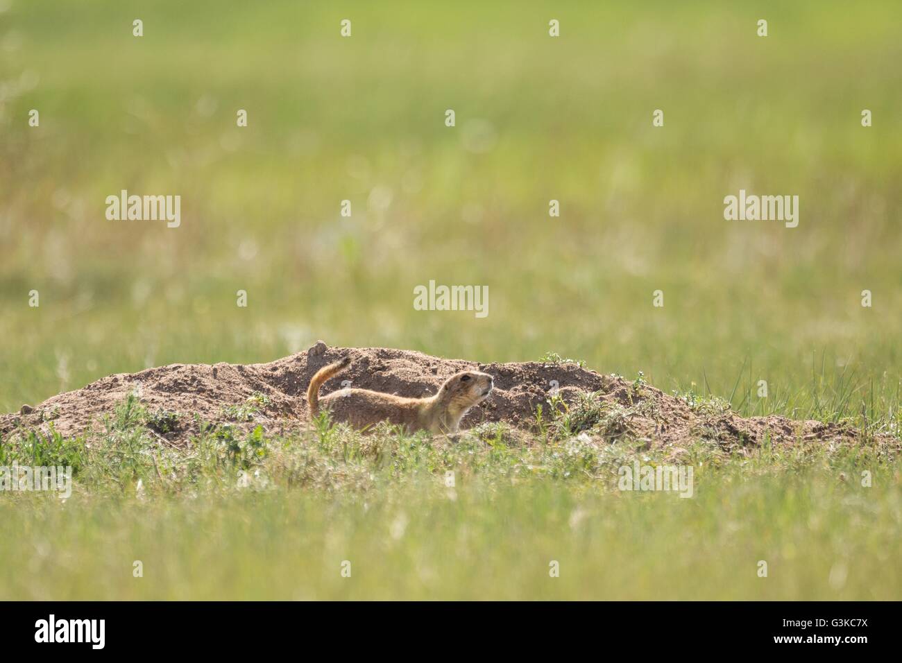 Prairie dog in burrow hi-res stock photography and images - Alamy