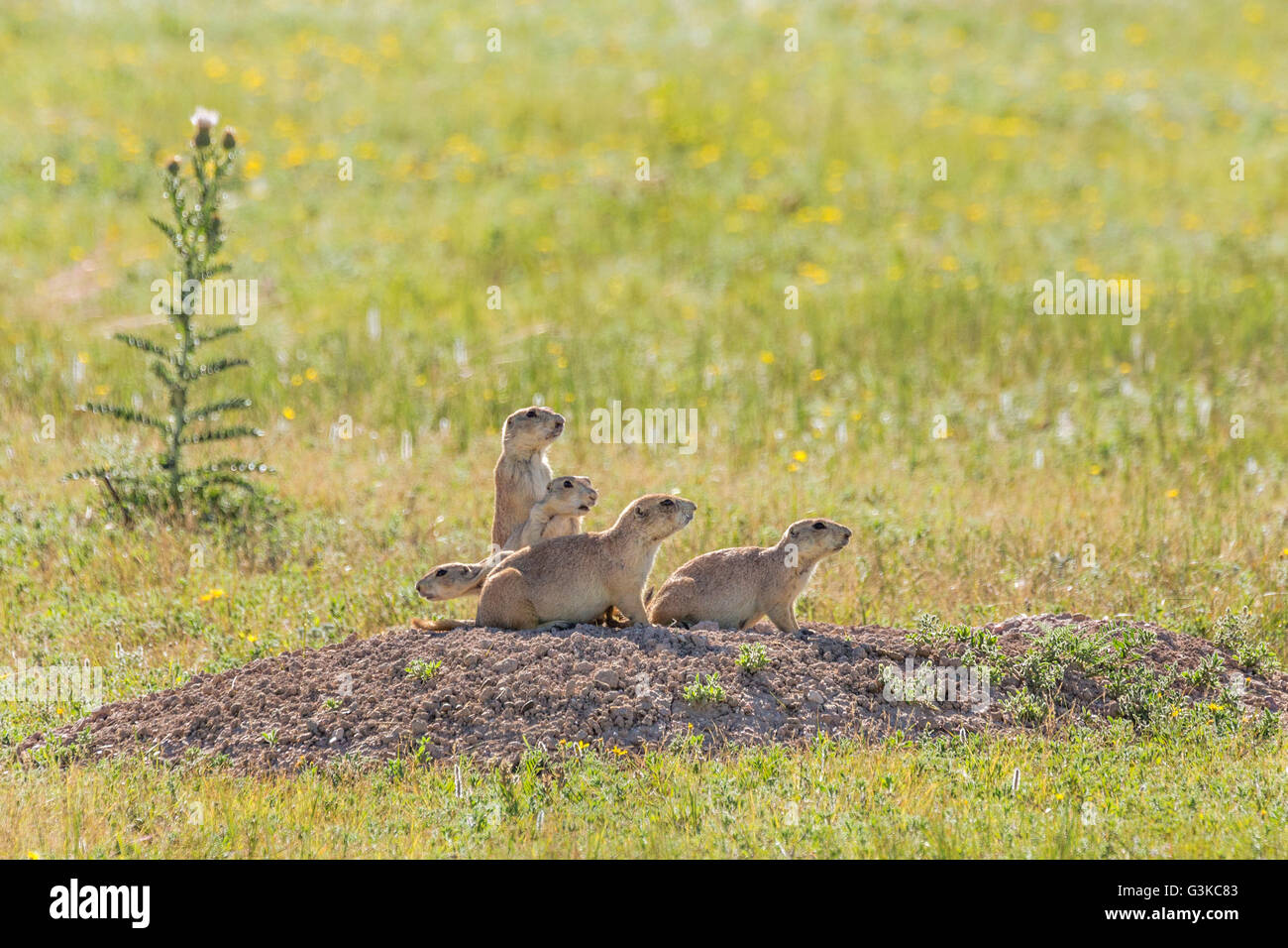 Black tailed Prairie Dogs comprising a coterie look out from their ...