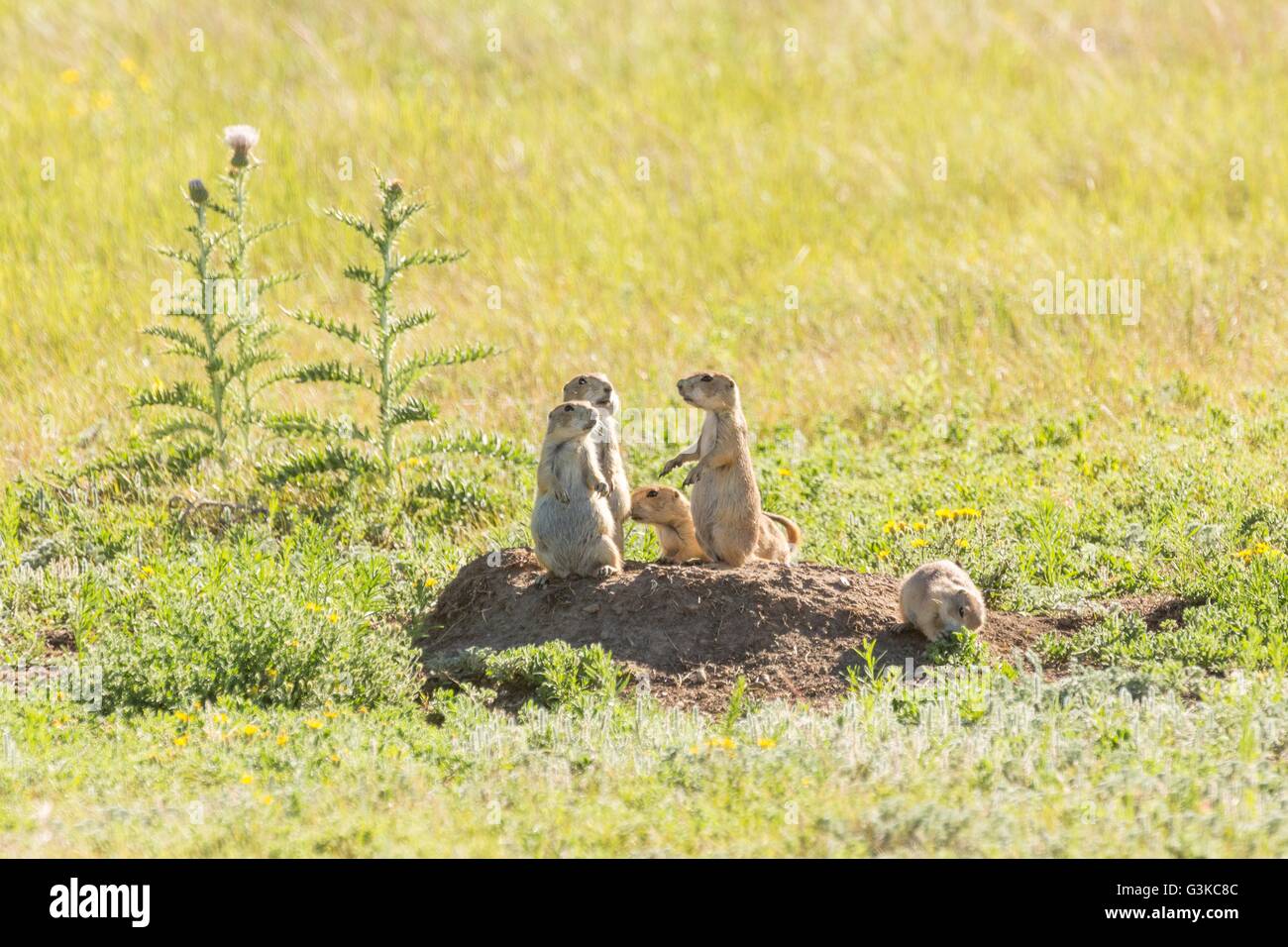Burrows colony cheyenne wyoming hi-res stock photography and images - Alamy