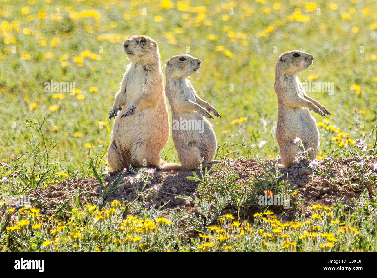 Black Tailed Prairie Dog Burrows