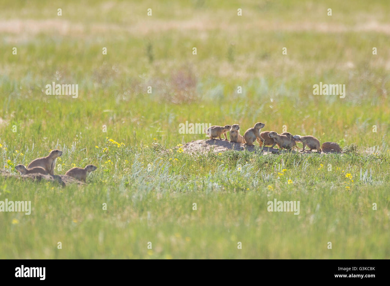 Burrows colony cheyenne wyoming hi-res stock photography and images - Alamy