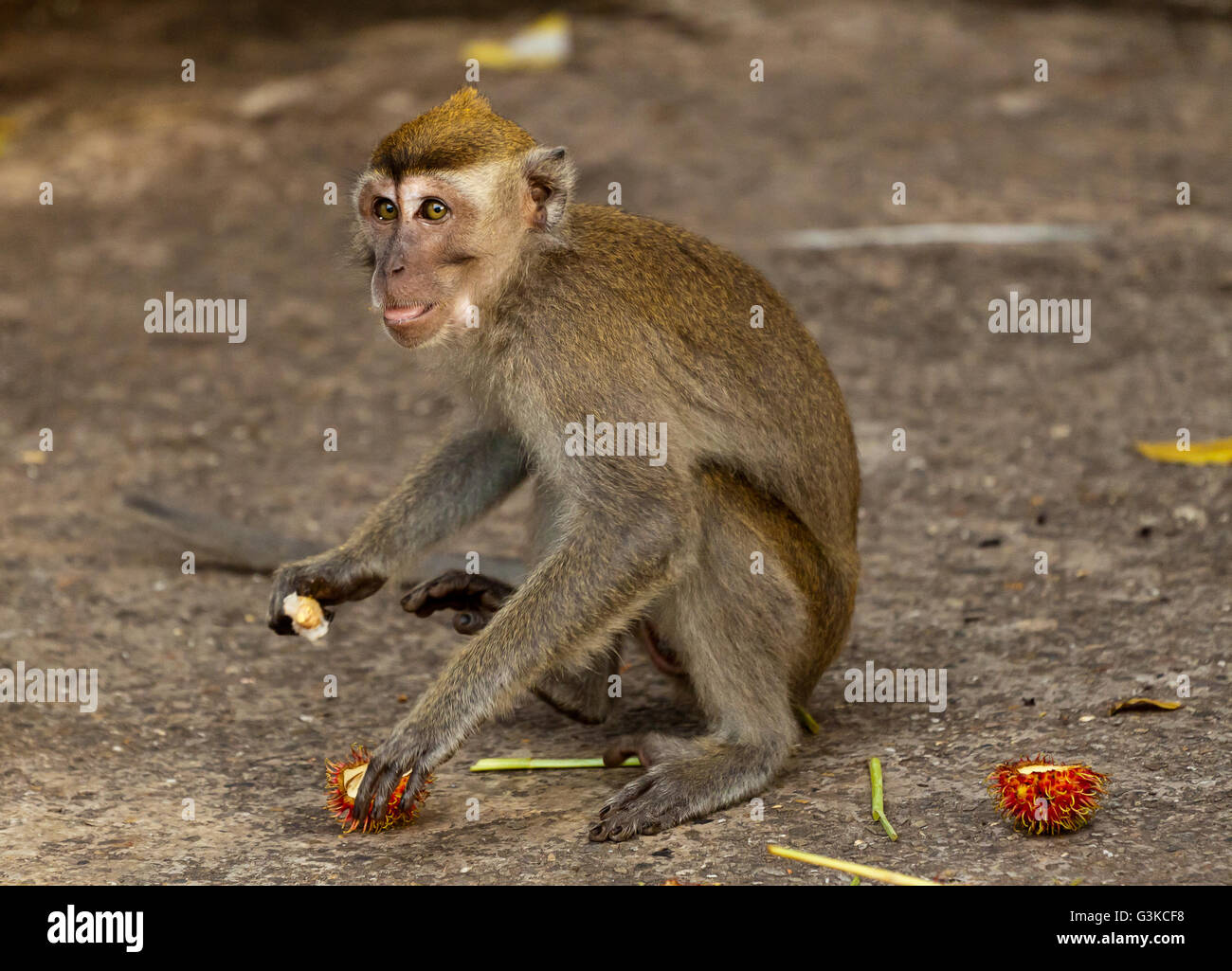 Macaque Eating Fruits High Resolution Stock Photography and Images - Alamy
