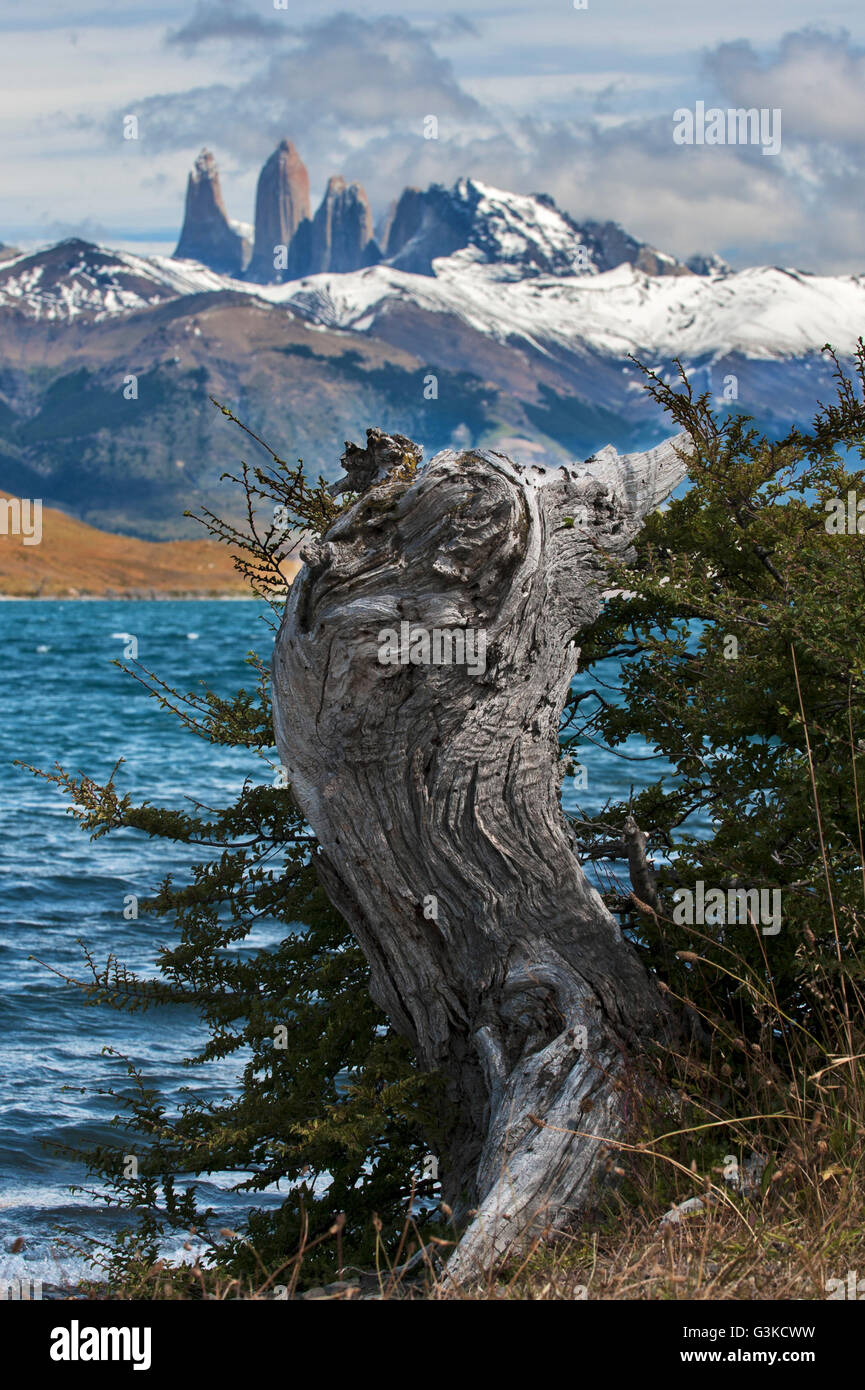 Patagonia lake tree hi-res stock photography and images - Alamy