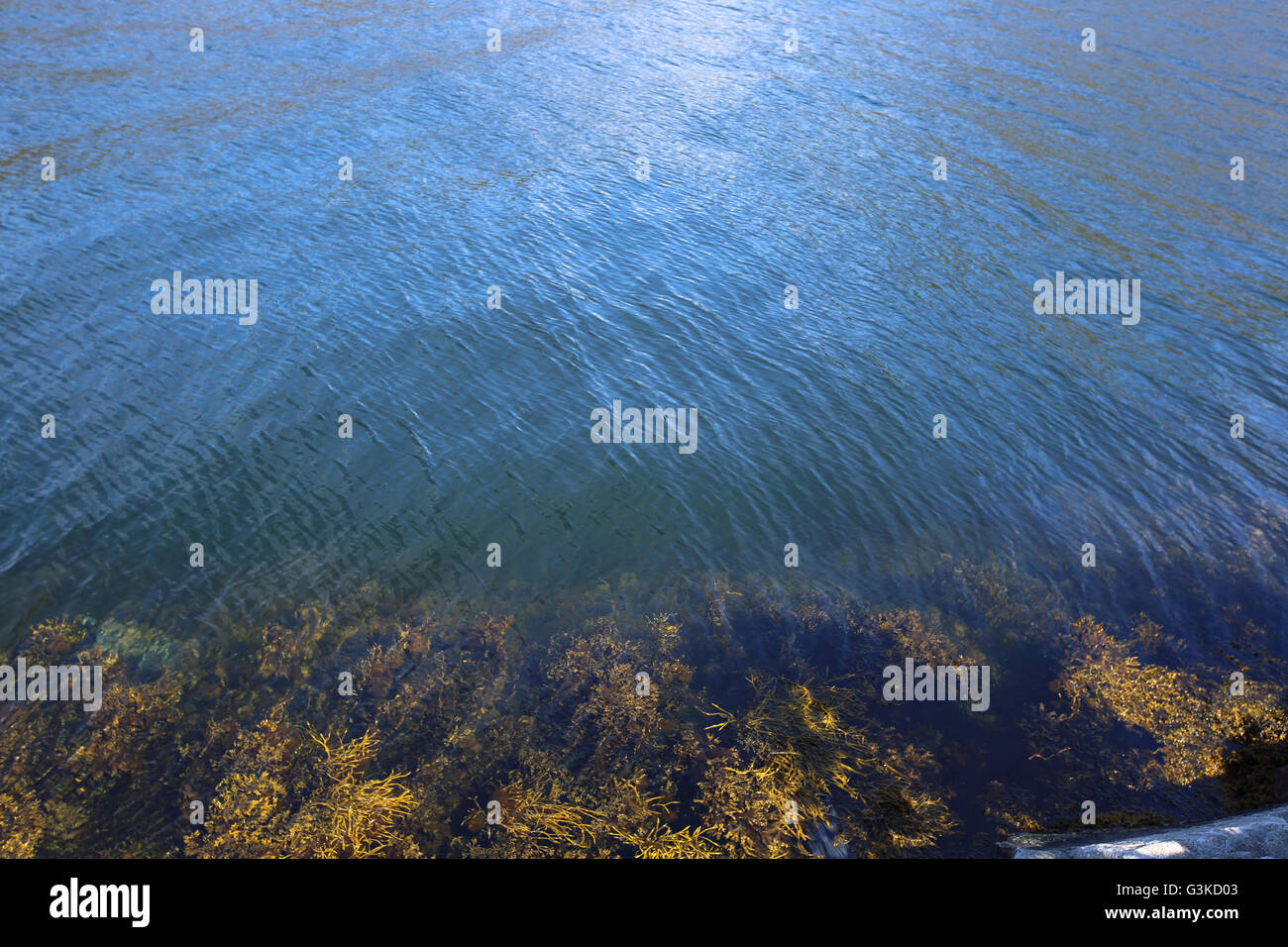 Water plants in crystal clear water of fjord, Norway Stock Photo - Alamy