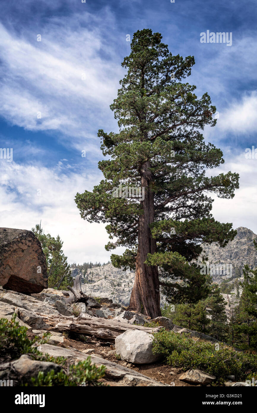 Giant pine tree hi-res stock photography and images - Alamy