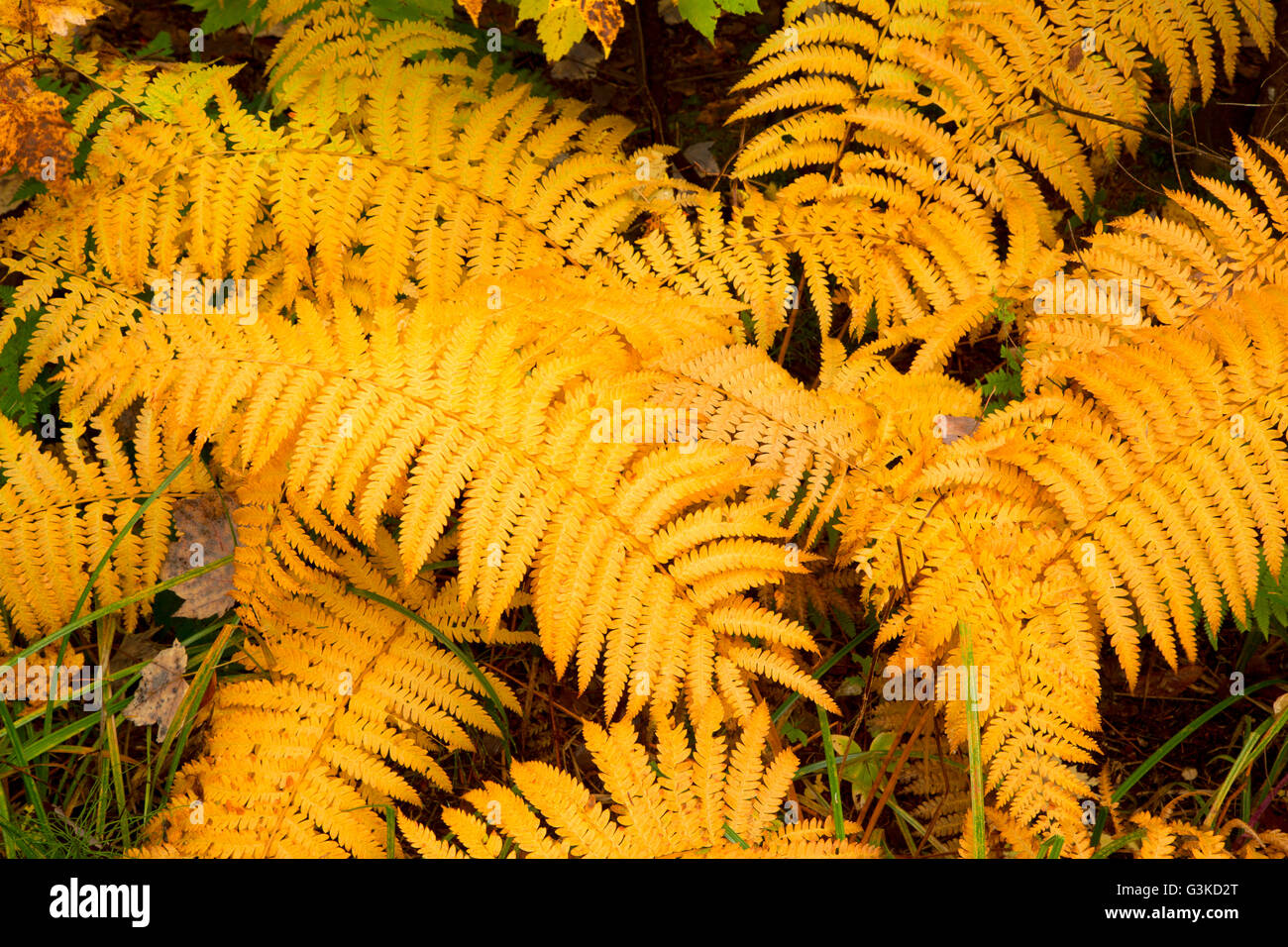 Ferns in autumn, Tahquamenon Falls State Park, Michigan Stock Photo - Alamy