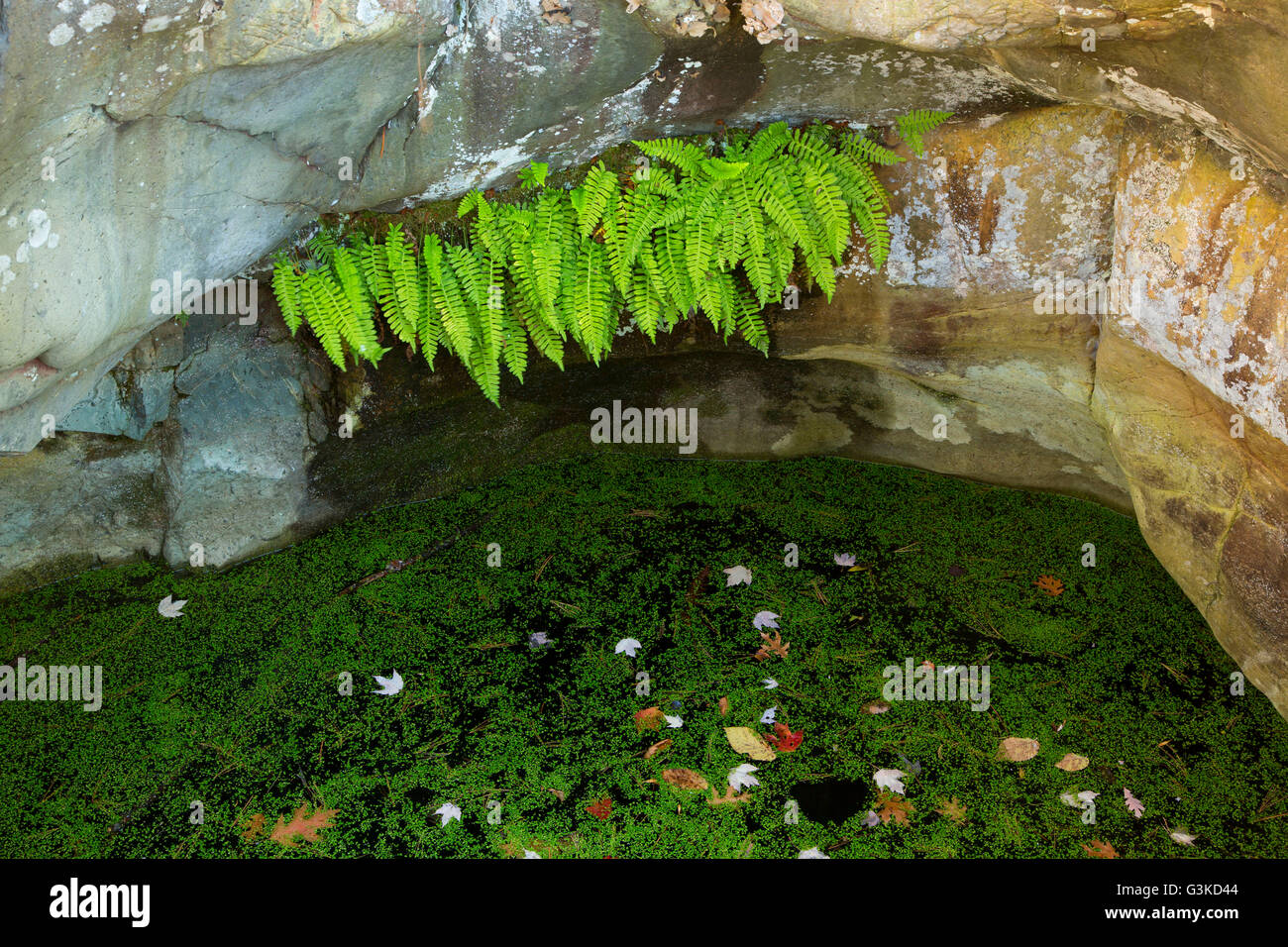 Pothole along Glacial Pothole Trail, St. Croix National Scenic Riverway ...
