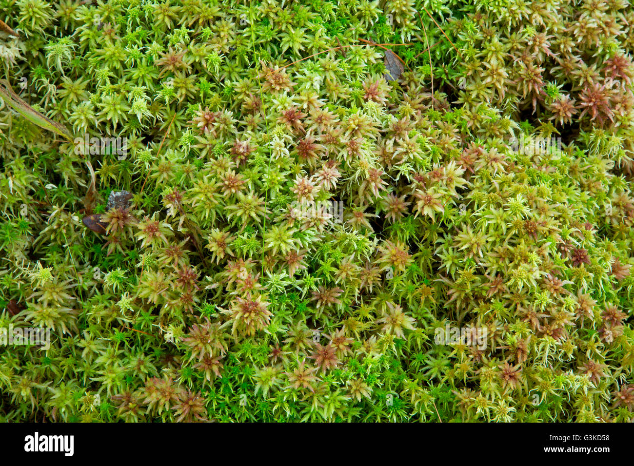 Sphagnum moss along Interpretive Bog Boardwalk, Savanna Portage State Park, Minnesota Stock ...