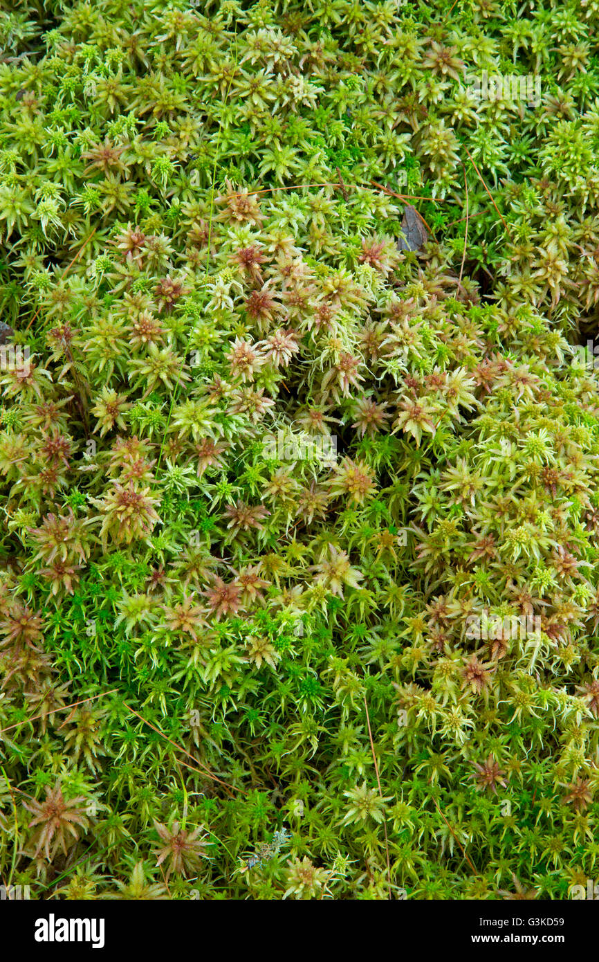 Sphagnum moss along Interpretive Bog Boardwalk, Savanna Portage State ...