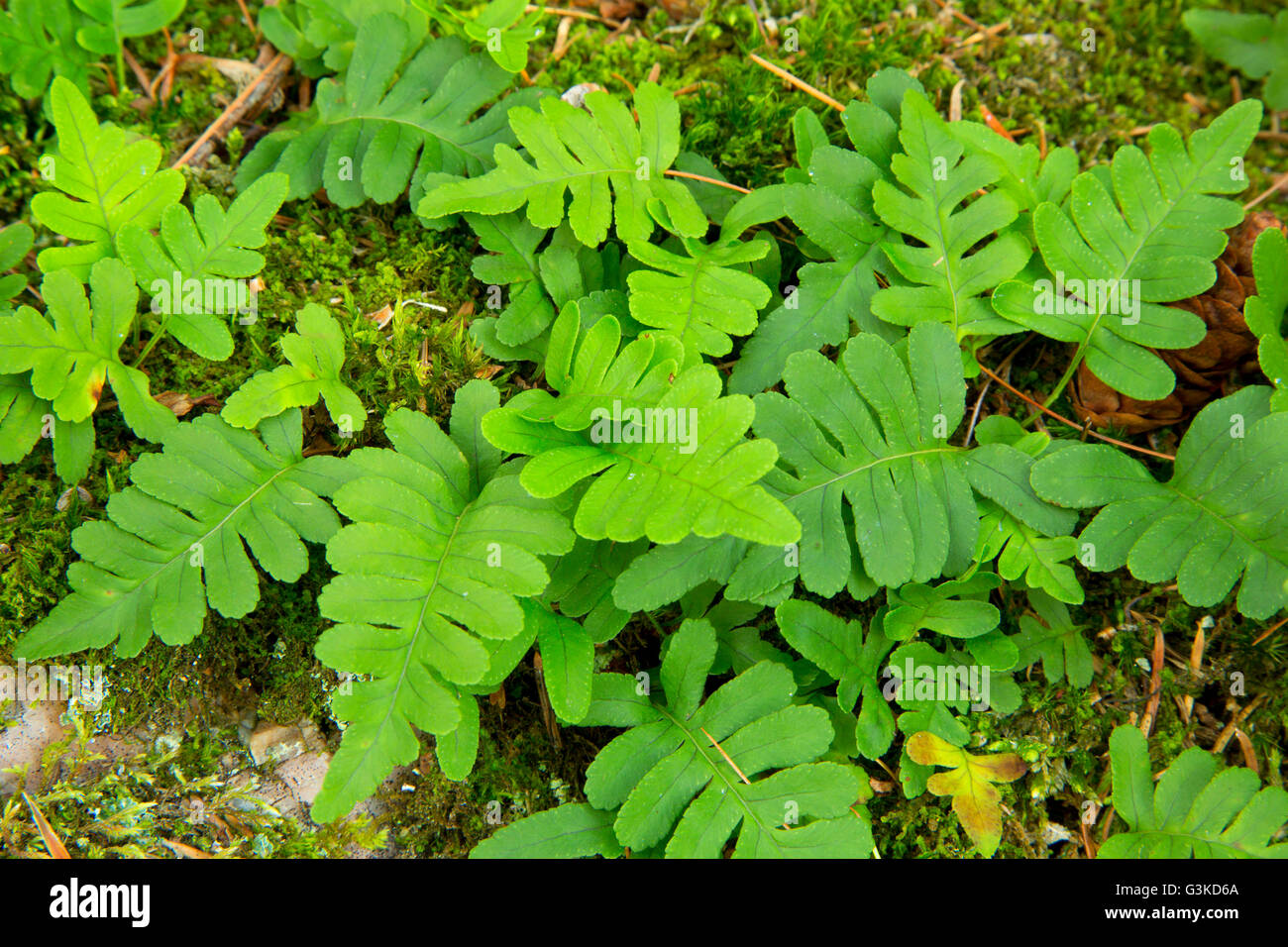 Ferns, Woodenfrog State Forest Campground, Kabetogama State Forest ...