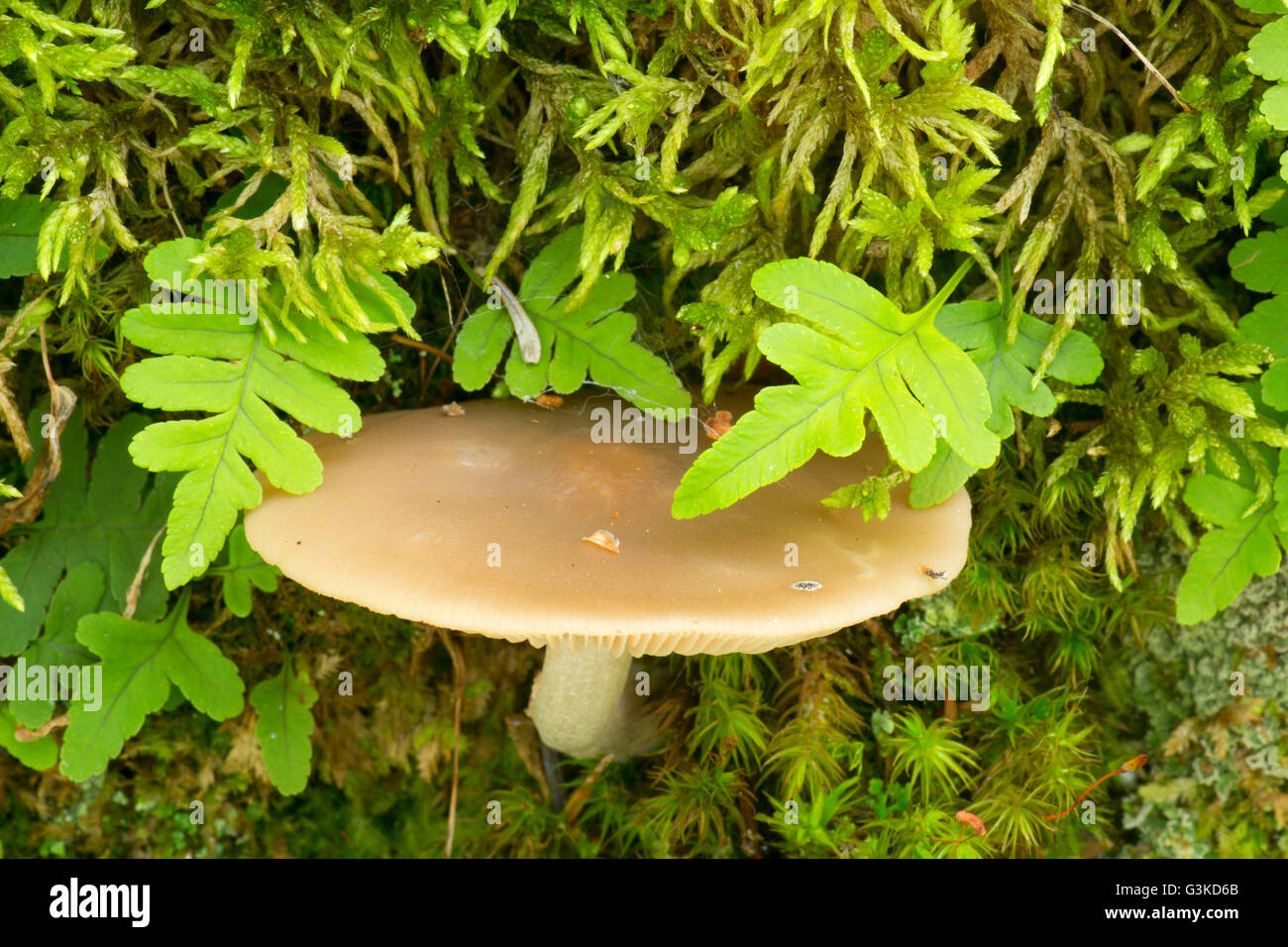 Ferns with mushroom, Woodenfrog State Forest Campground, Kabetogama ...