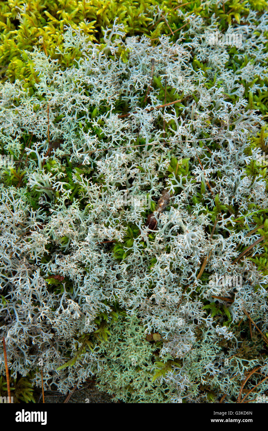 Lichen along Blind Ash Bay Trail, Voyageurs National Park, Minnesota ...
